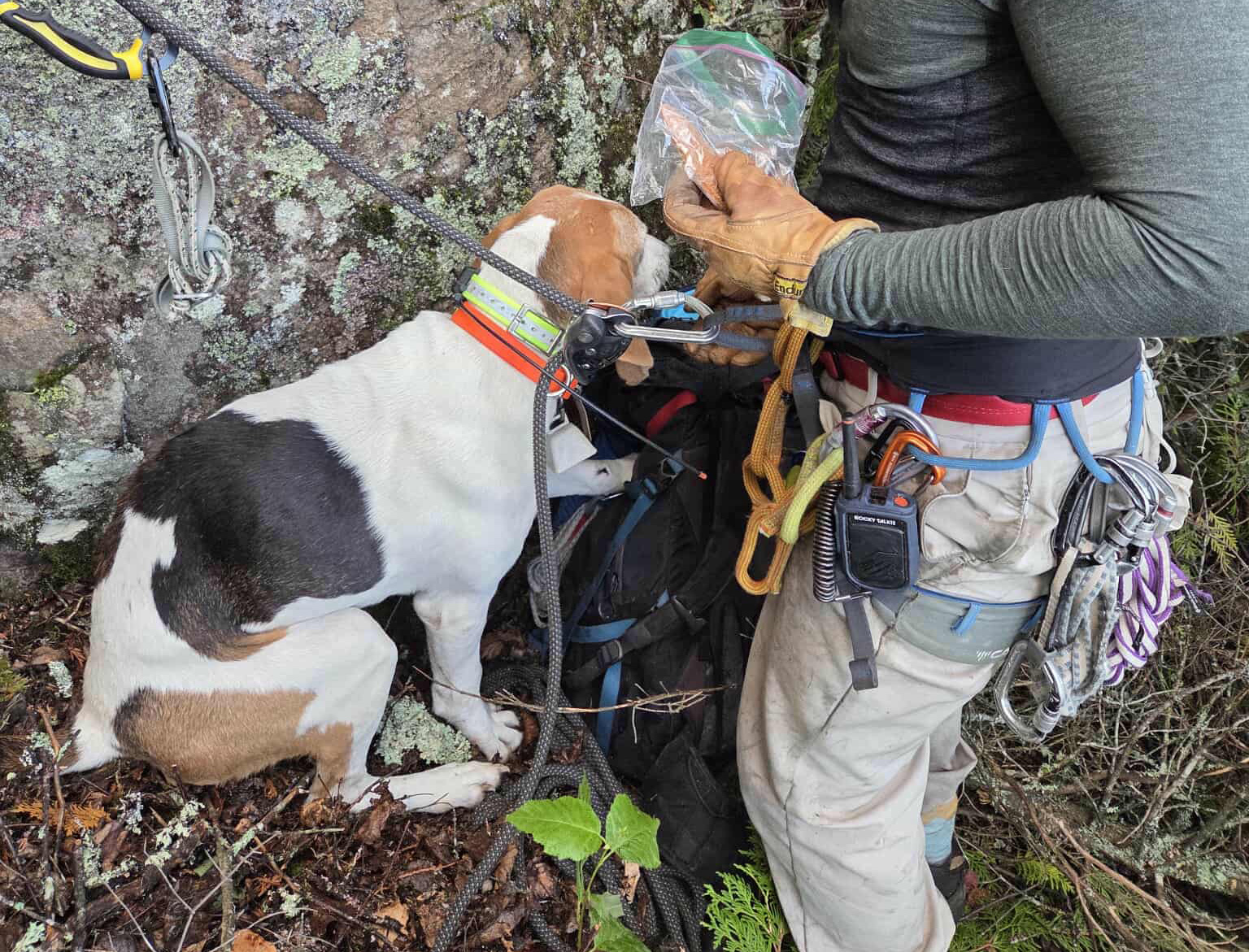 Boomer The Hound Dog a été bloqué sur une falaise pendant deux jours. Puis il a obtenu un ...